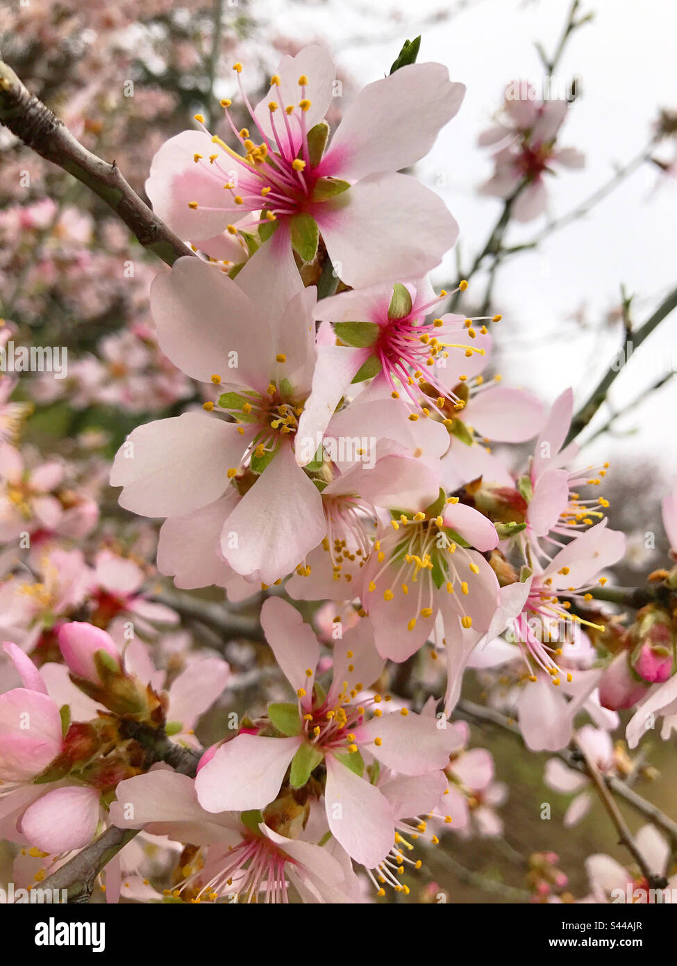 Almond tree flowers hi-res stock photography and images - Alamy