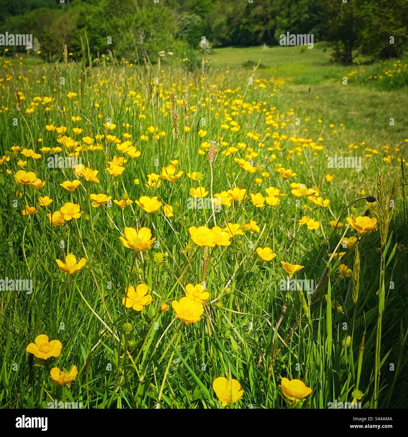 Meadow Buttercups, Malvern Wells Common, Malvern, Worcestershire Stock ...
