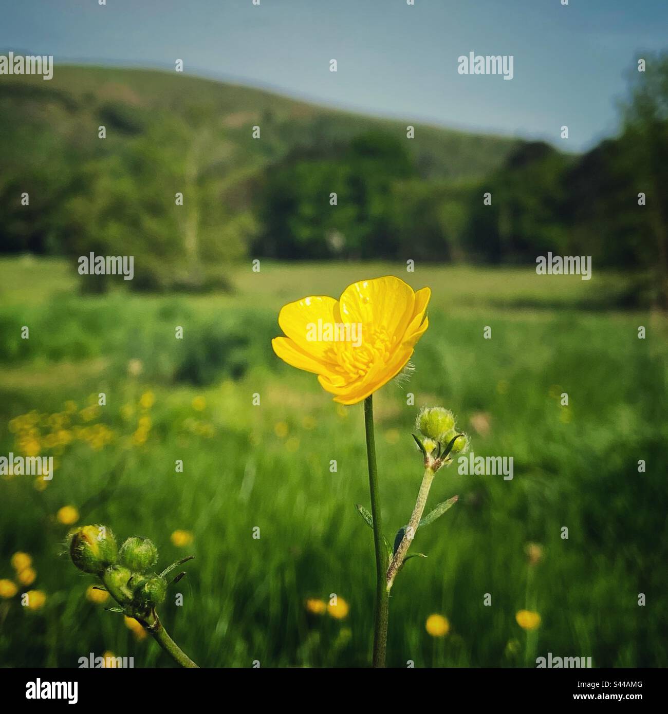 Meadow Buttercups with the Malvern Hills in the background Stock Photo ...
