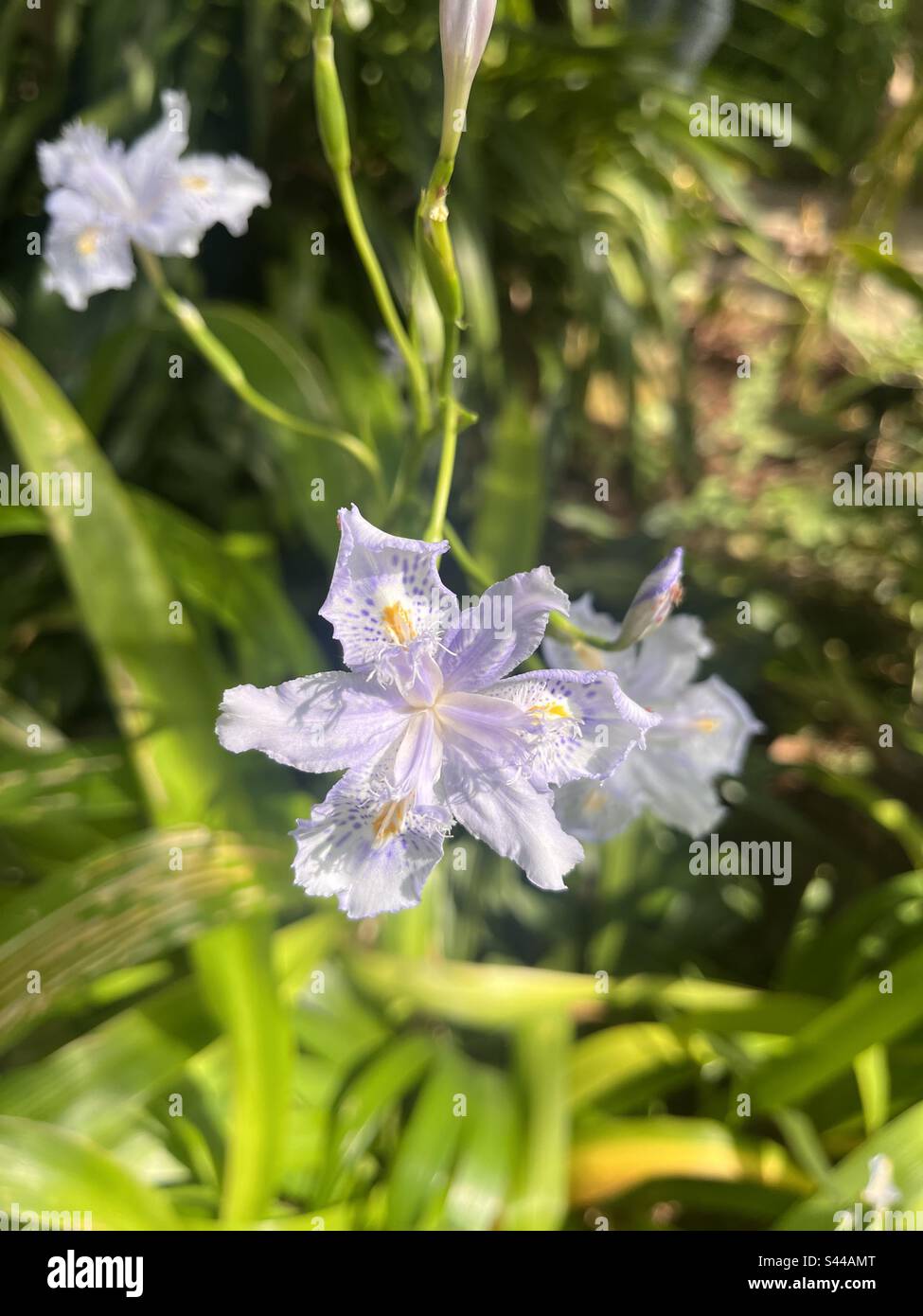 Hanging from stem of plant hi-res stock photography and images - Alamy