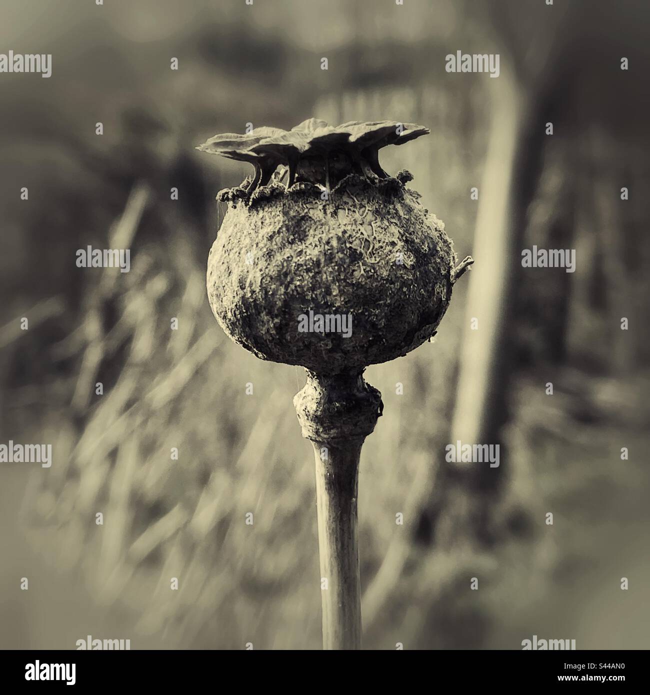 Seed head hi-res stock photography and images - Alamy