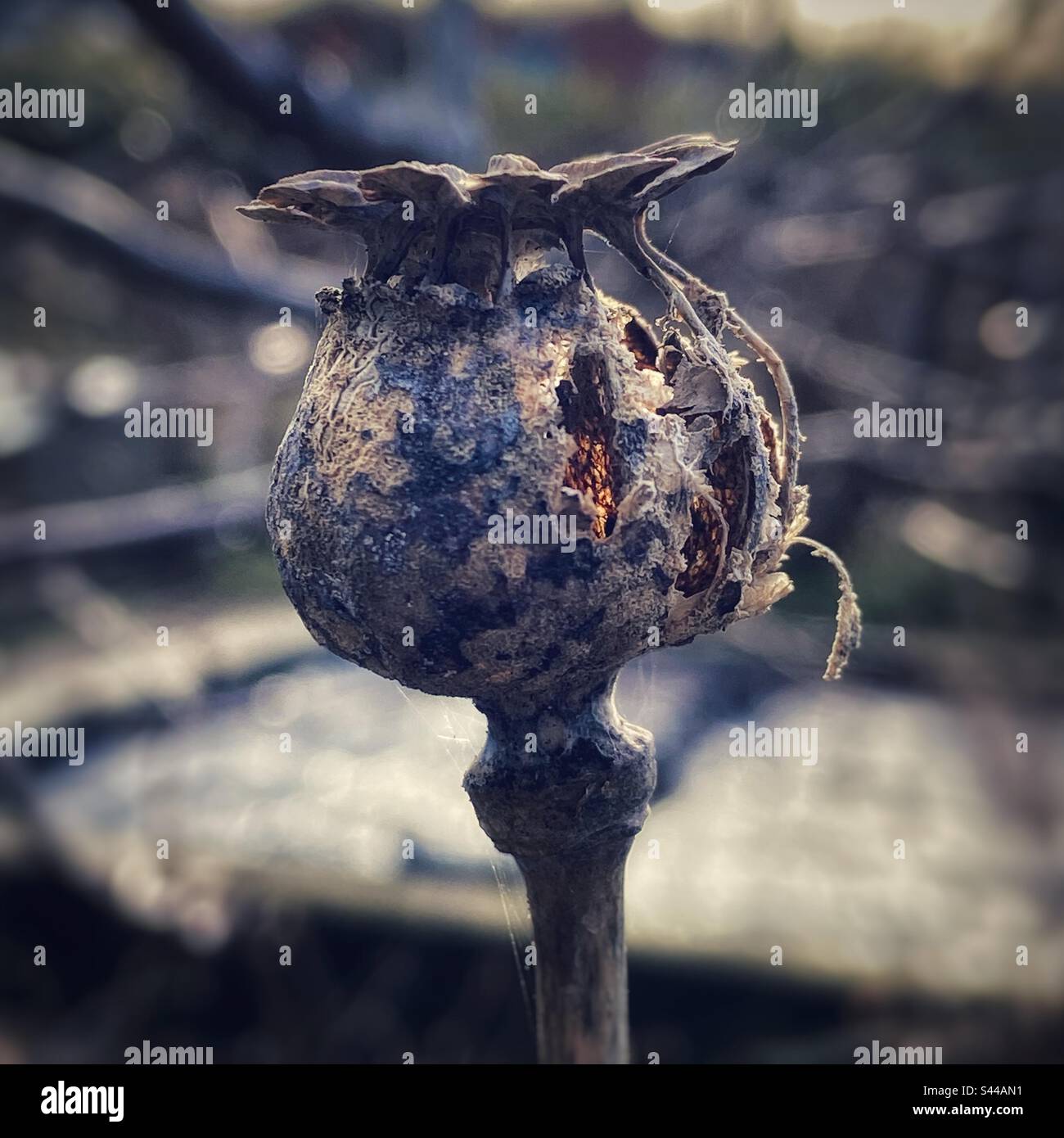 Rotting seed hi-res stock photography and images - Alamy