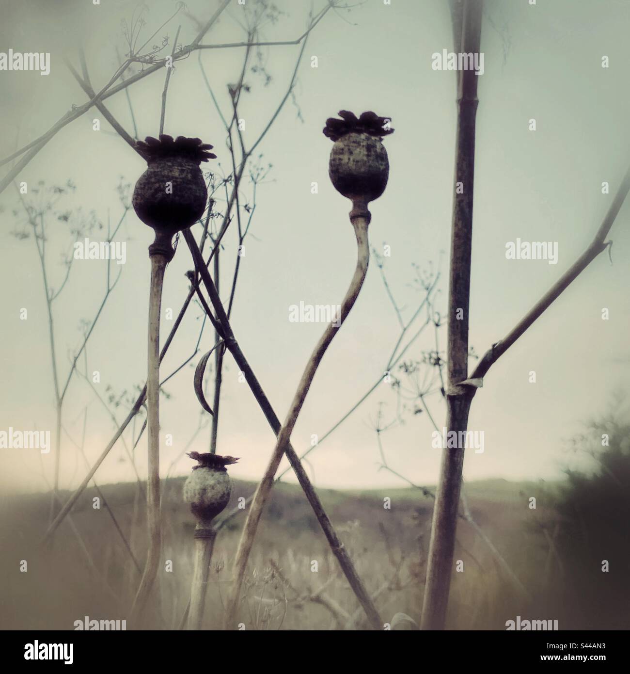 Poppy seed heads hi-res stock photography and images - Alamy