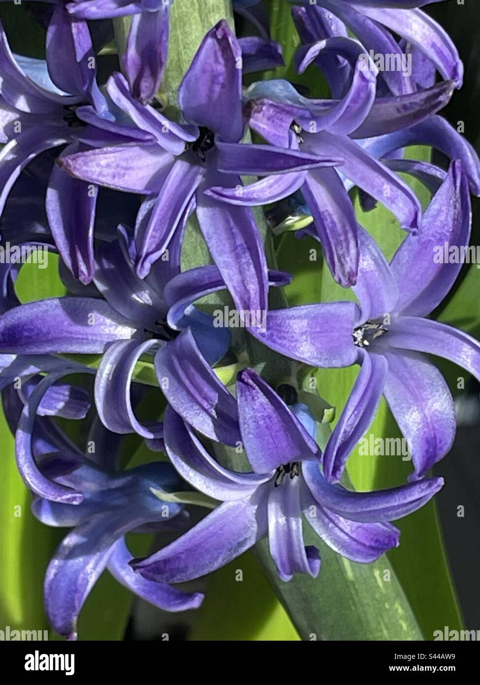 Purple hyacinth blossoms hi-res stock photography and images - Alamy