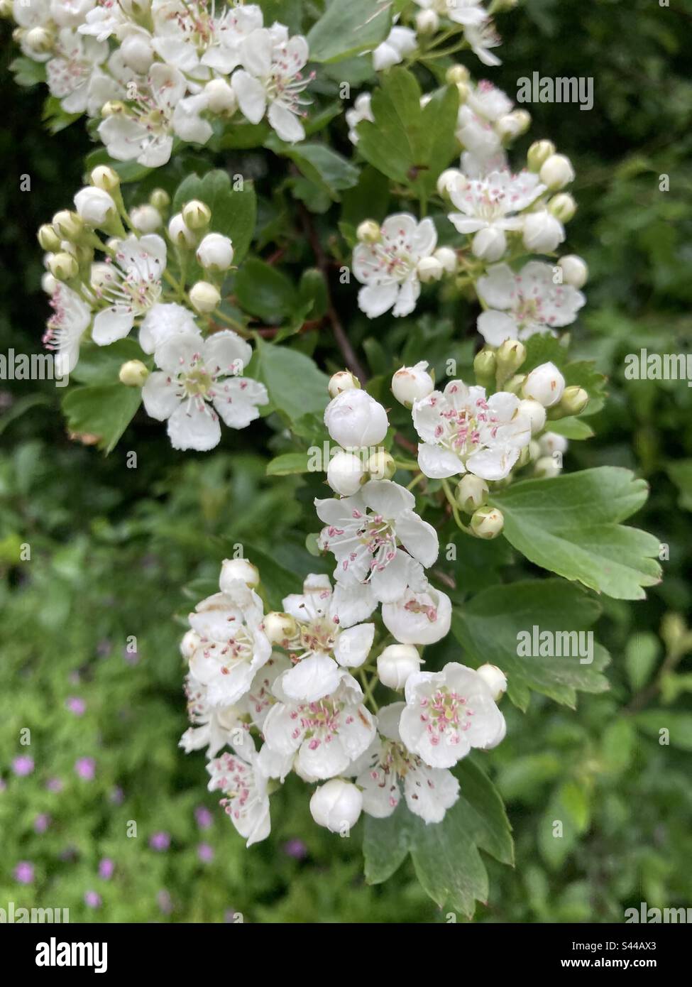 Hawthorn flowers and leaves hi-res stock photography and images - Alamy