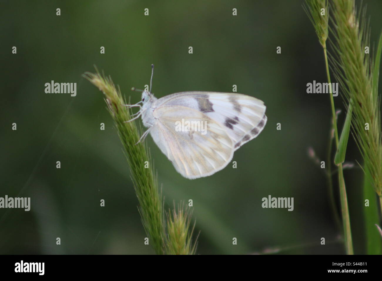 White Checkered Butterfly Stock Photo - Alamy