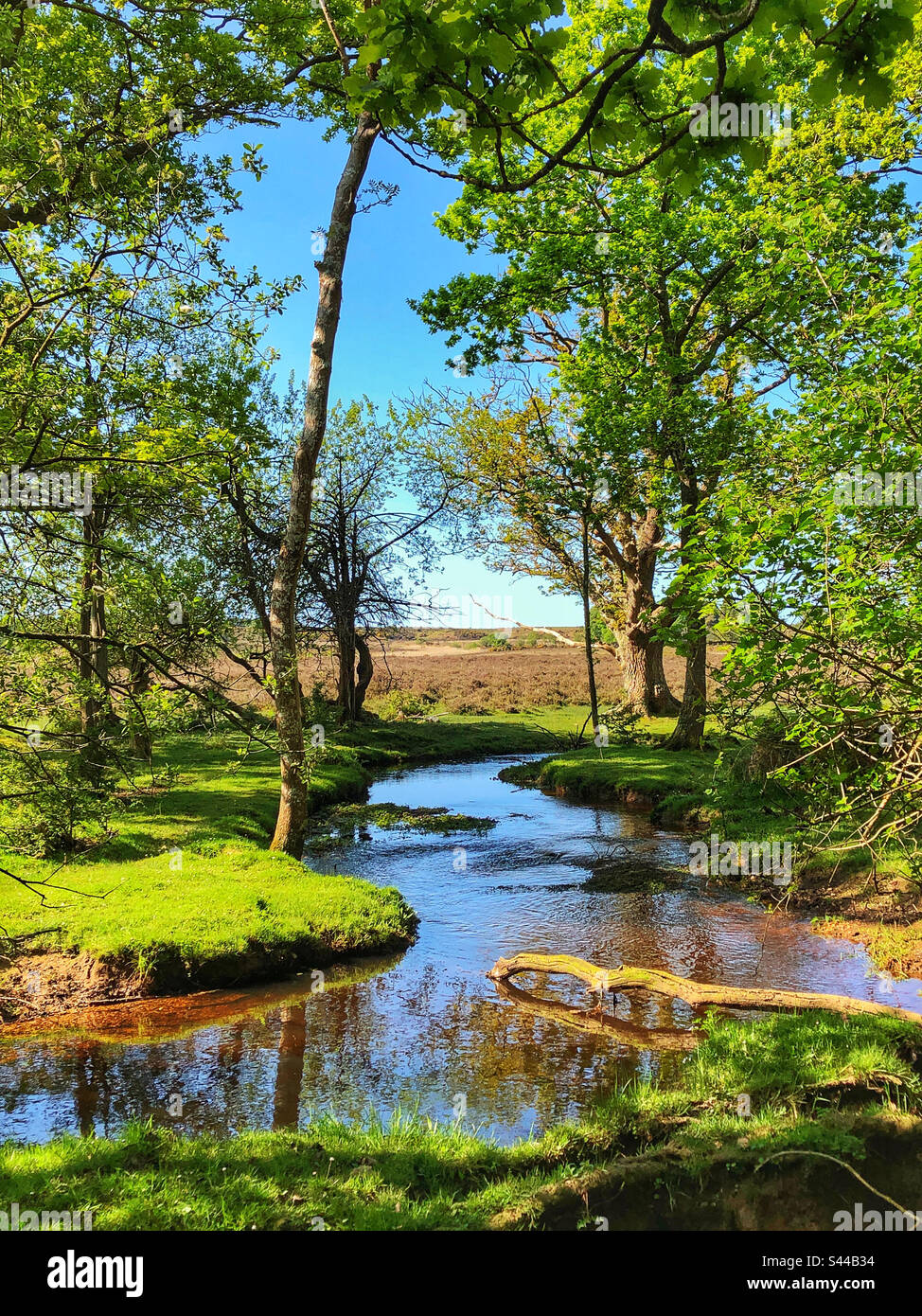 Winding New Forest stream and heathland near Brockenhurst Hampshire ...