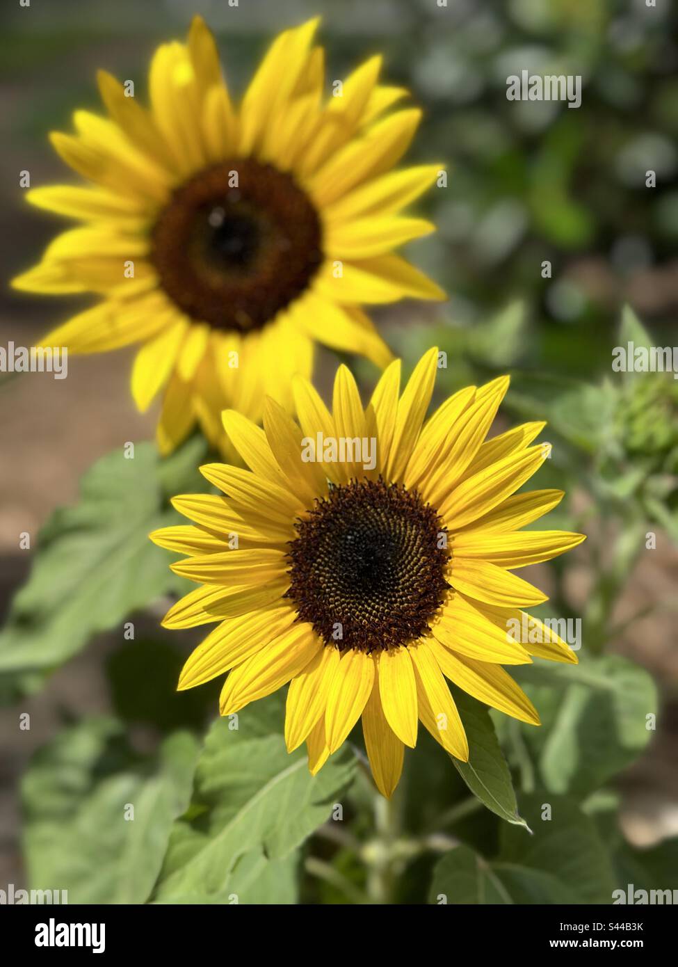 Two bright sunflowers in bright light Stock Photo - Alamy
