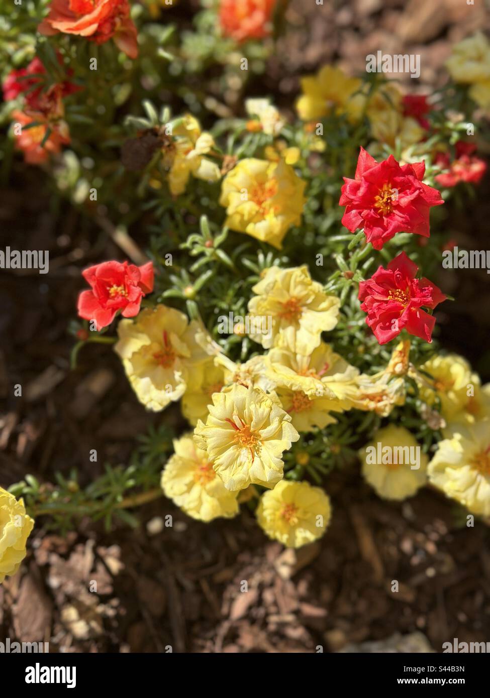 Colorful moss rose Stock Photo - Alamy