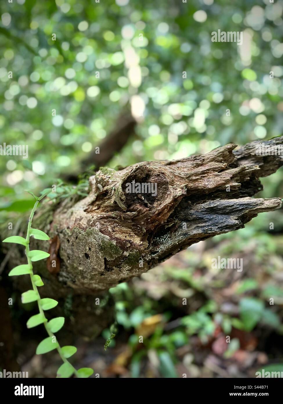 Rainforest tree cut hi-res stock photography and images - Alamy