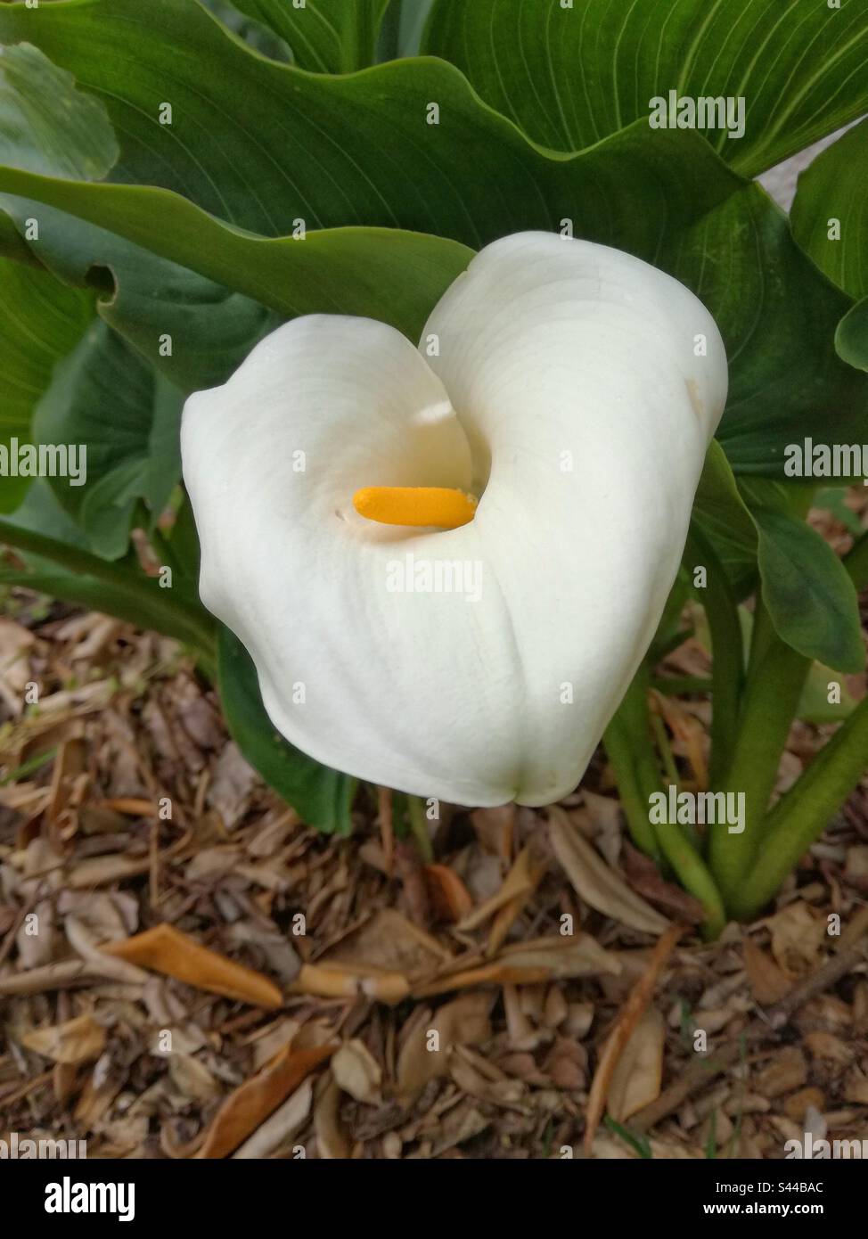 White calla lily Stock Photo - Alamy