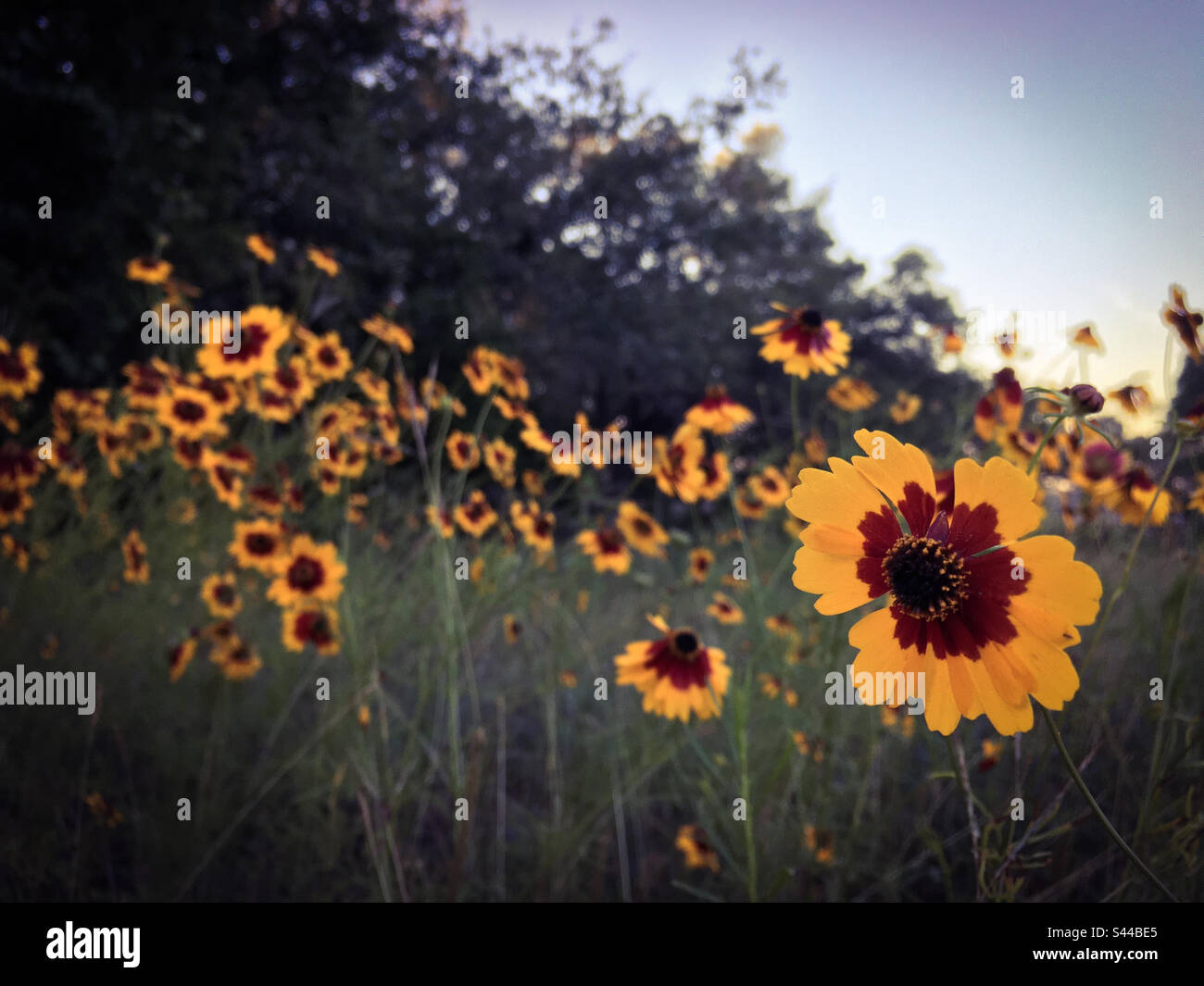 Texas yellow wildflowers hi-res stock photography and images - Alamy