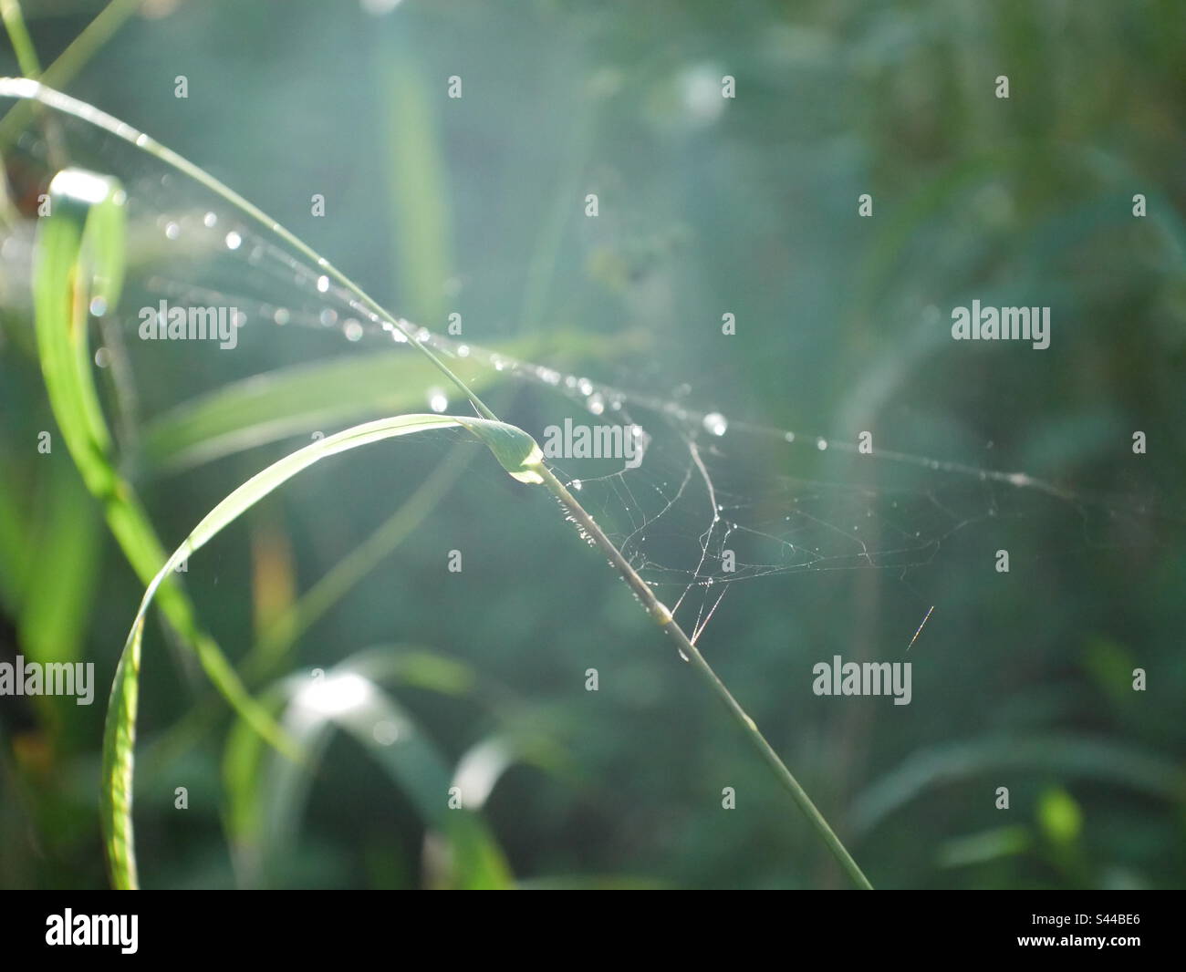 Broken spider web hi-res stock photography and images - Alamy