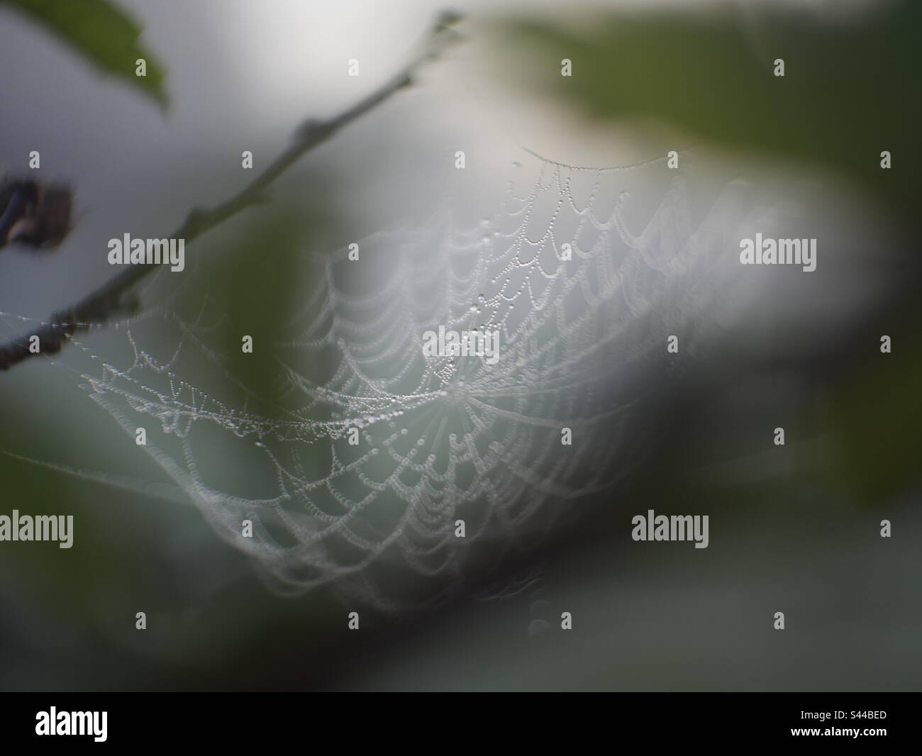 Spider leaves hi-res stock photography and images - Alamy