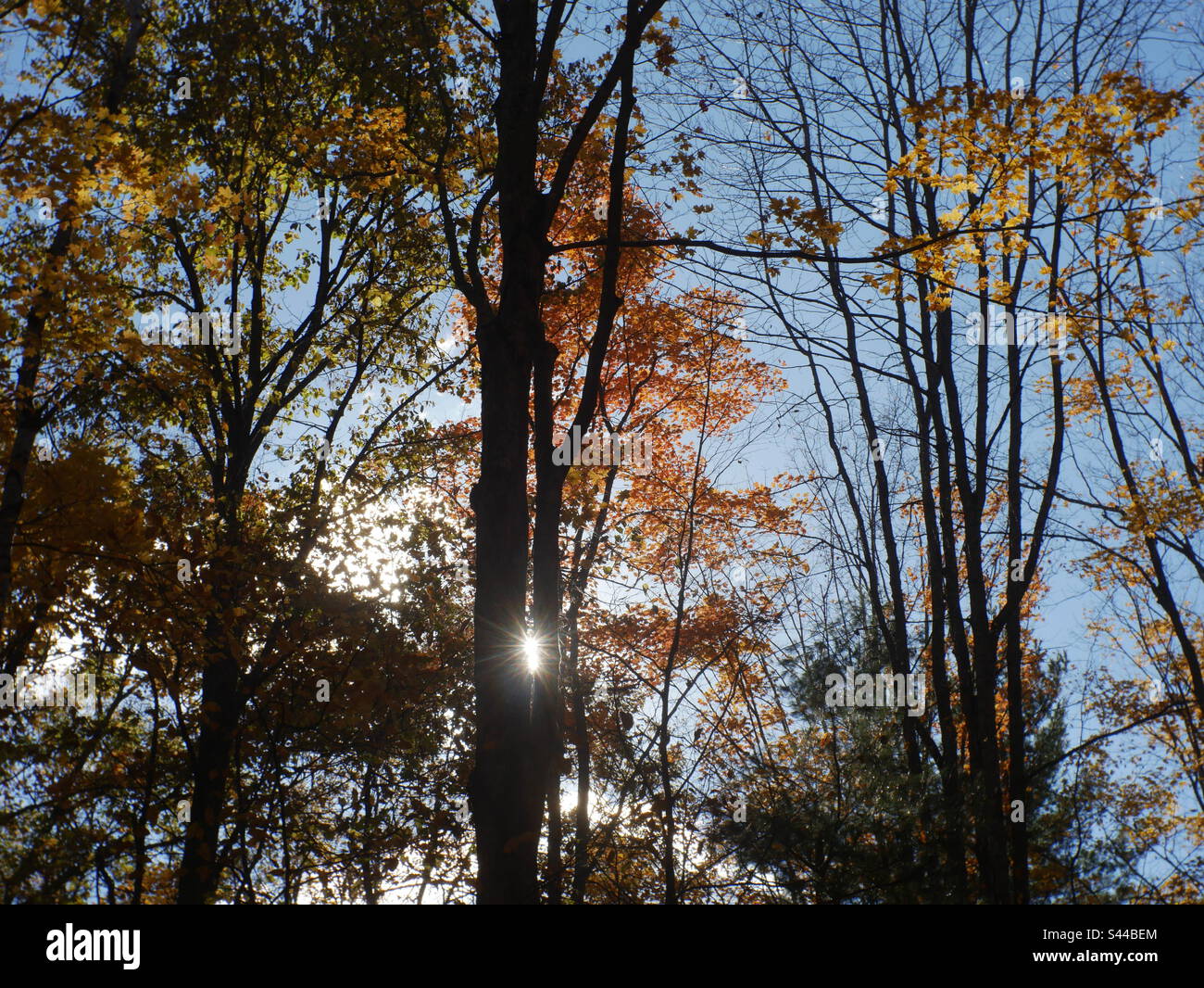 Sunshine and leaves hi-res stock photography and images - Alamy