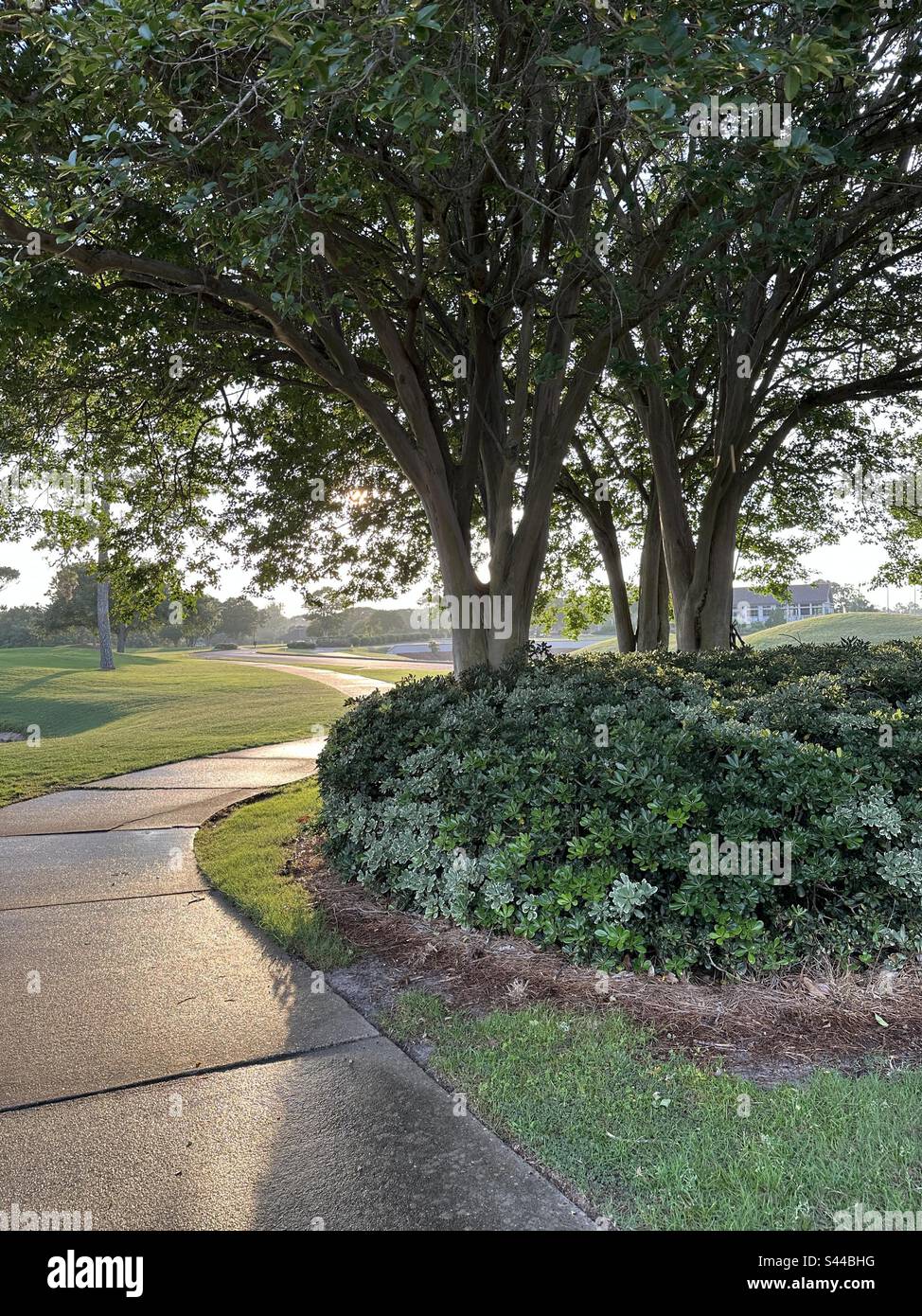 Sun shining through trees onto a walking path Stock Photo - Alamy