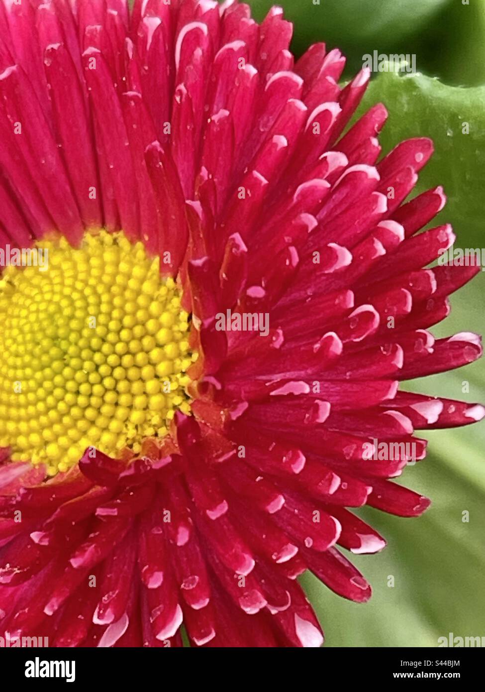 Incredible details hi-res stock photography and images - Alamy