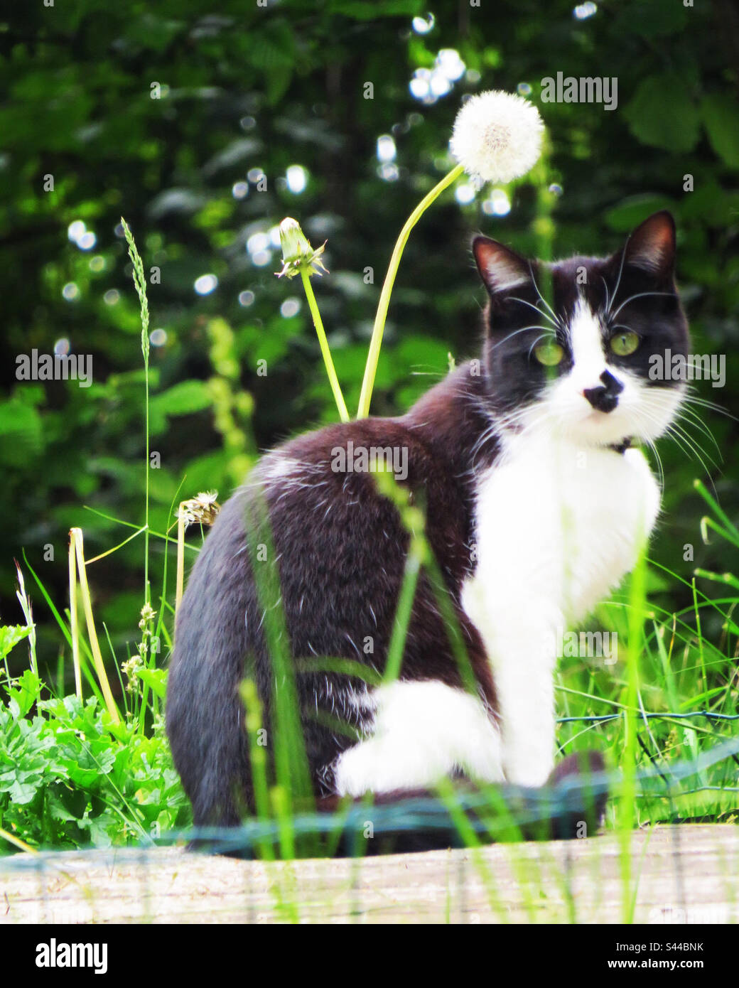 Cat and Dandelion Stock Photo - Alamy