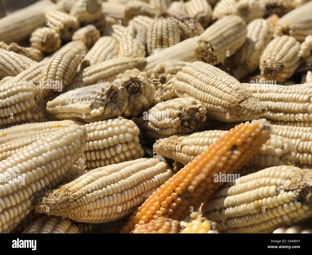 Dry maize hi-res stock photography and images - Alamy