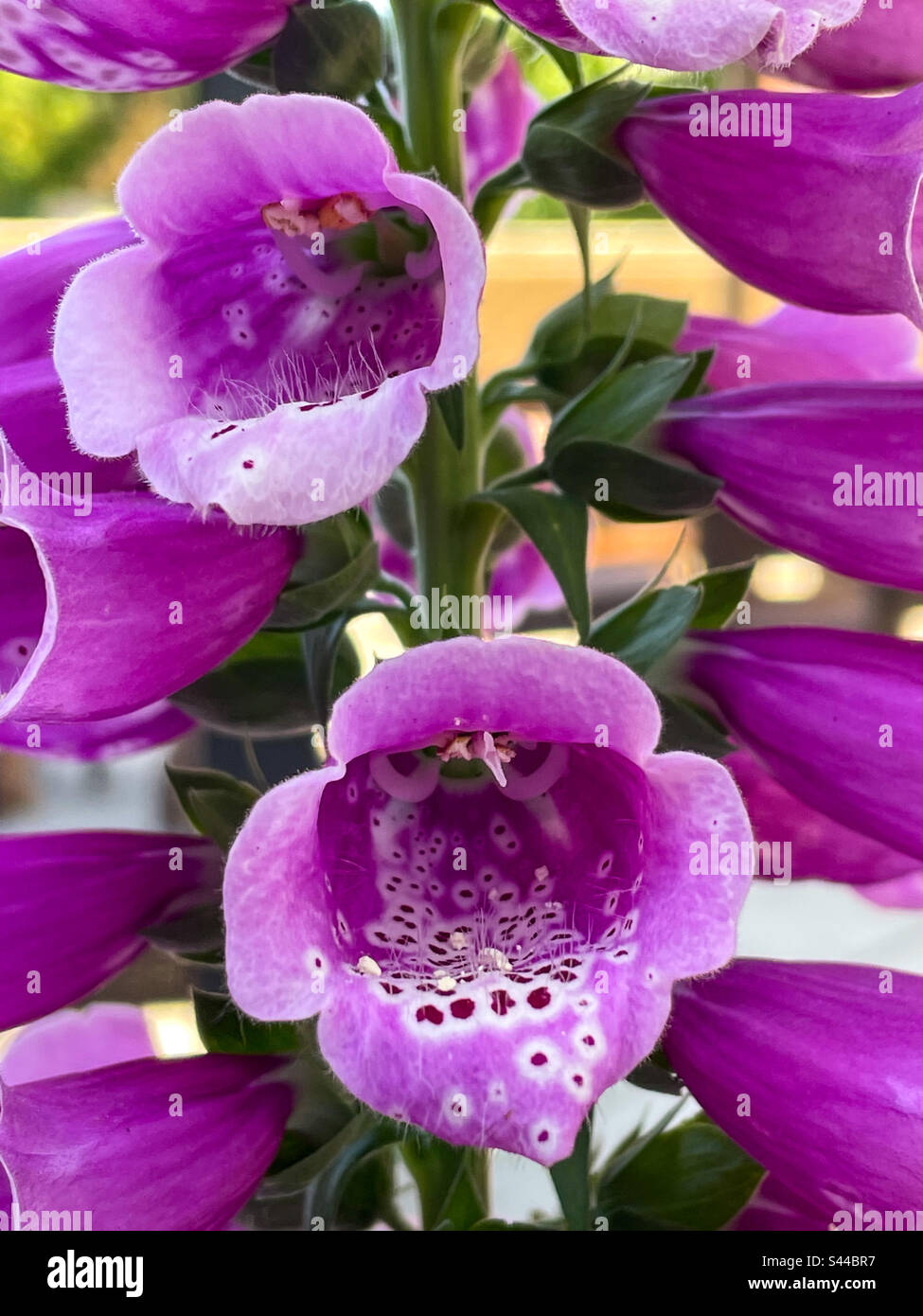 Ladys foxglove hi-res stock photography and images - Alamy