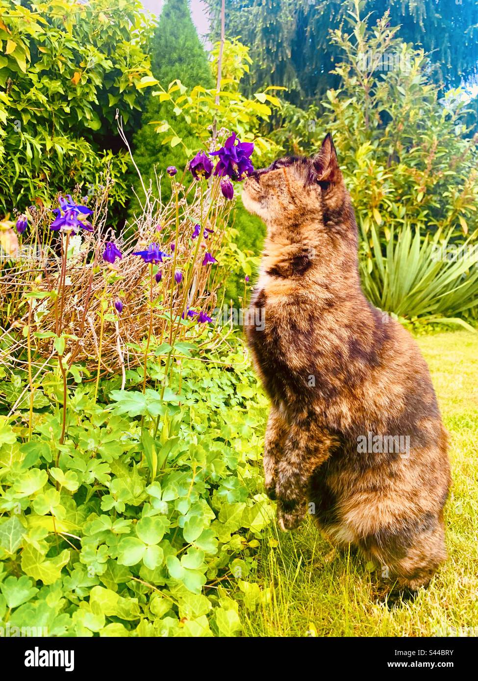 Cat smelling flower hi-res stock photography and images - Alamy