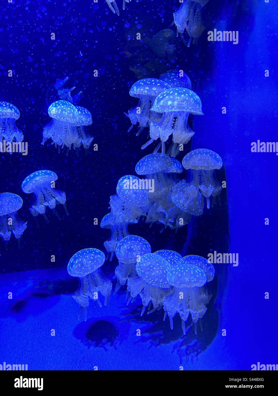 The seattle aquarium hi-res stock photography and images - Alamy