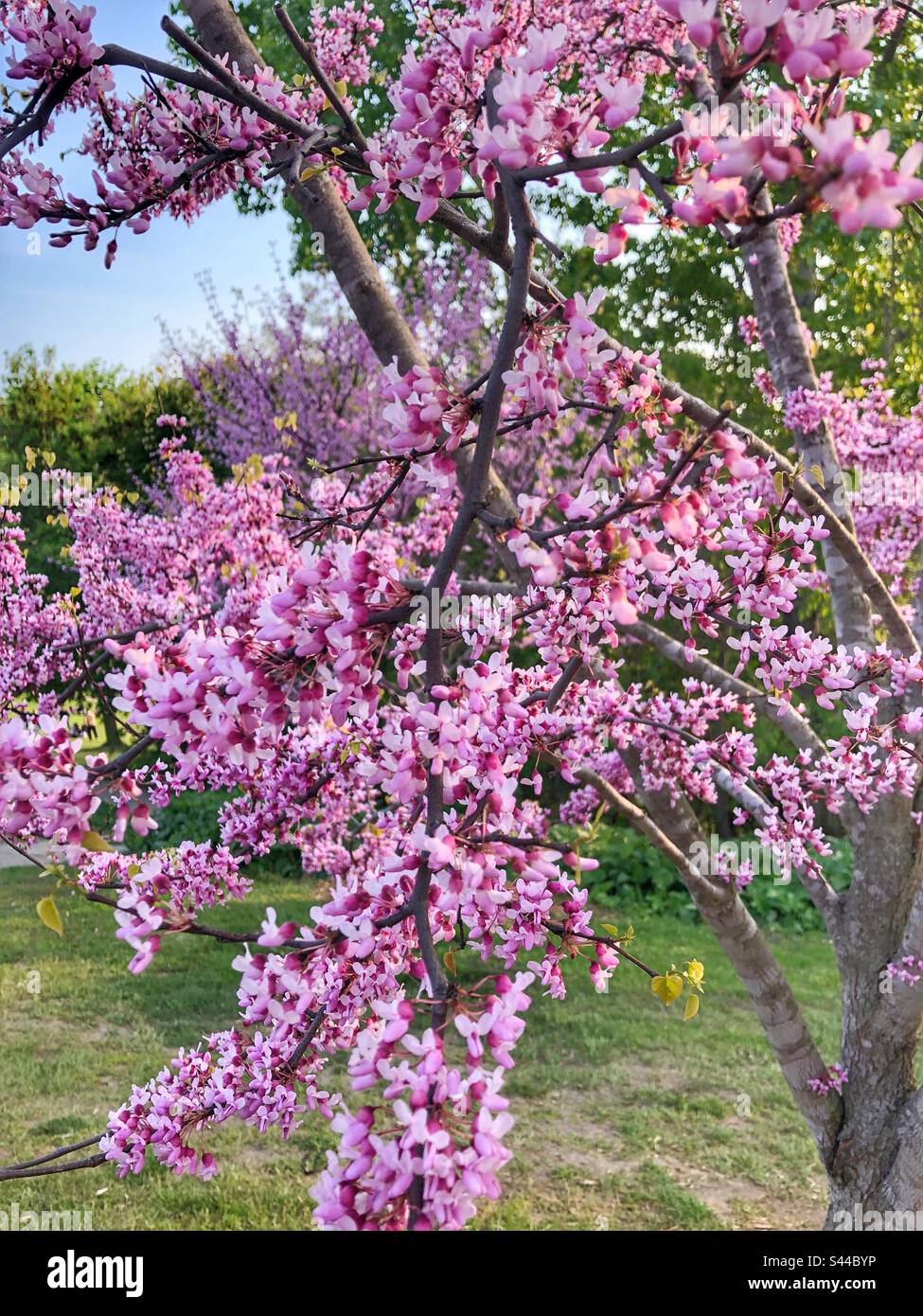 Pink flowering tree Stock Photo - Alamy