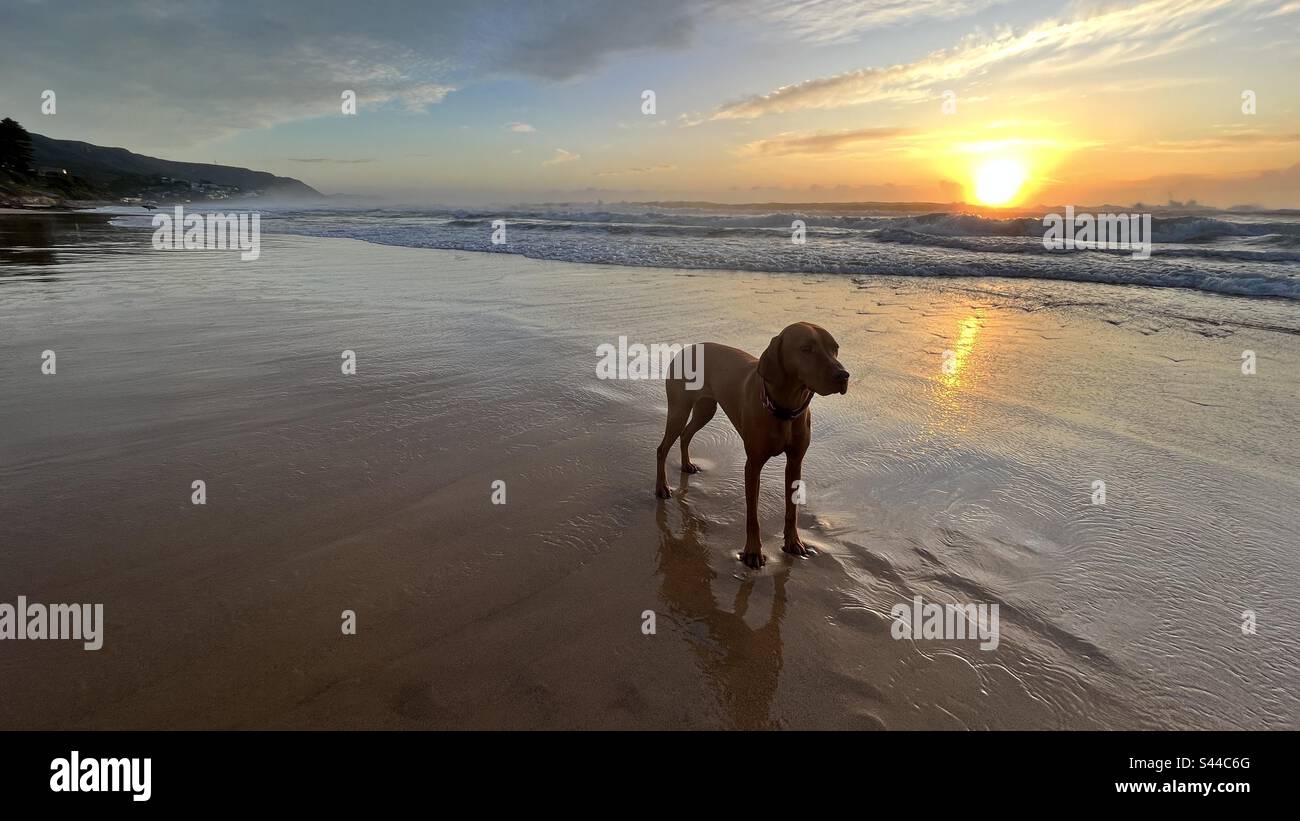 Dog beach walk hi-res stock photography and images - Alamy