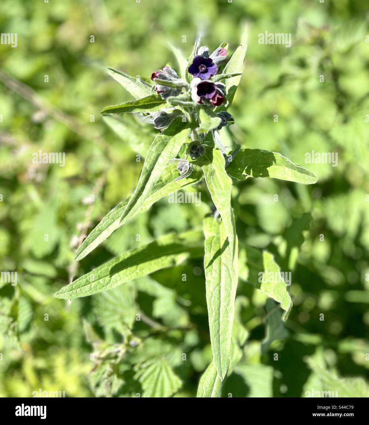 Rats and mice cynoglossum officinale hi-res stock photography and ...