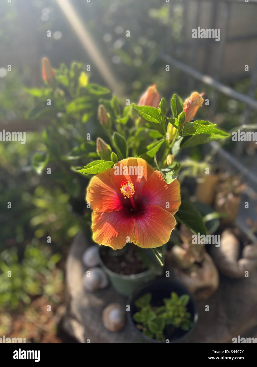 Hibiscus in bloom hi-res stock photography and images - Alamy