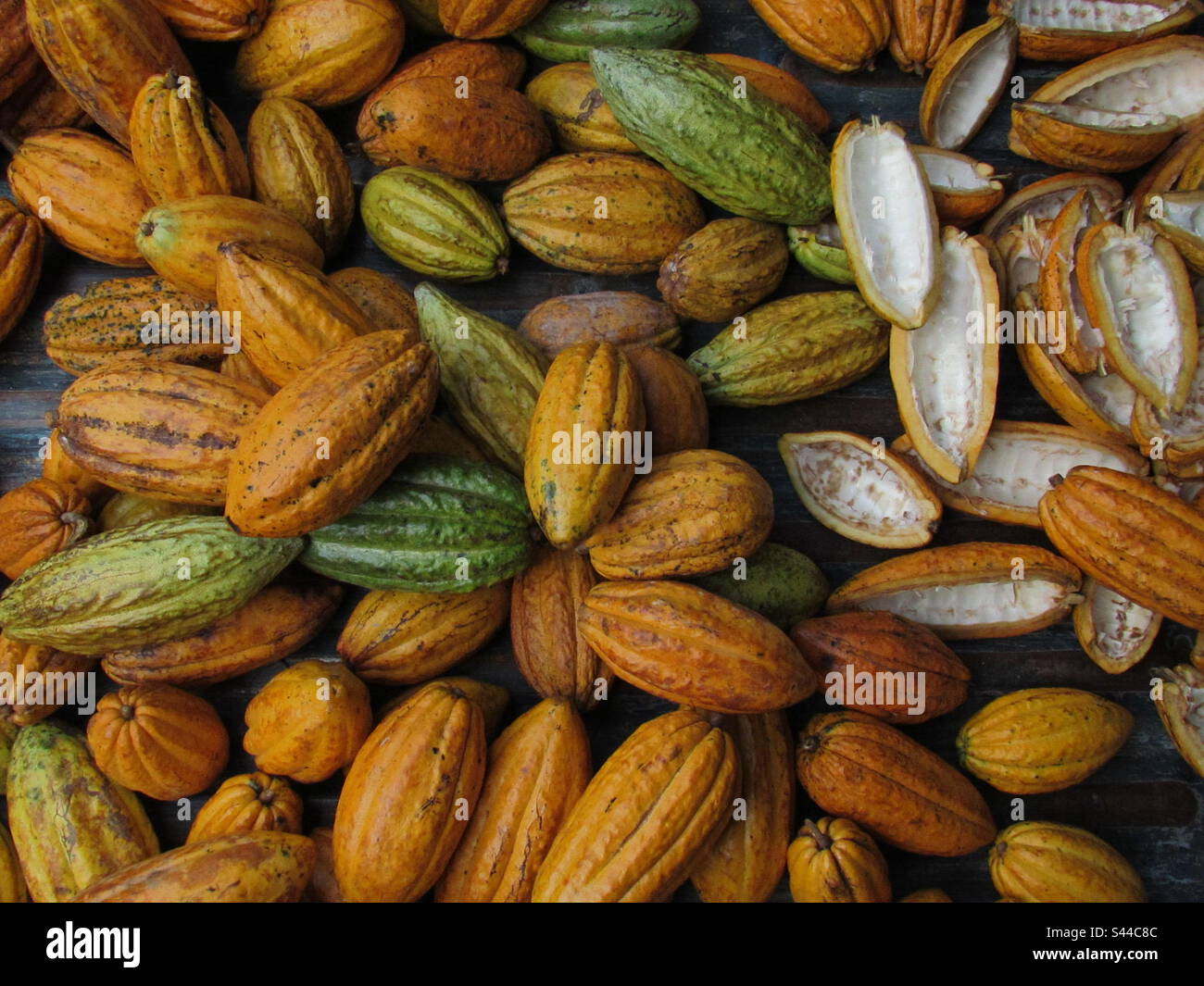 Cacao pods hi-res stock photography and images - Alamy