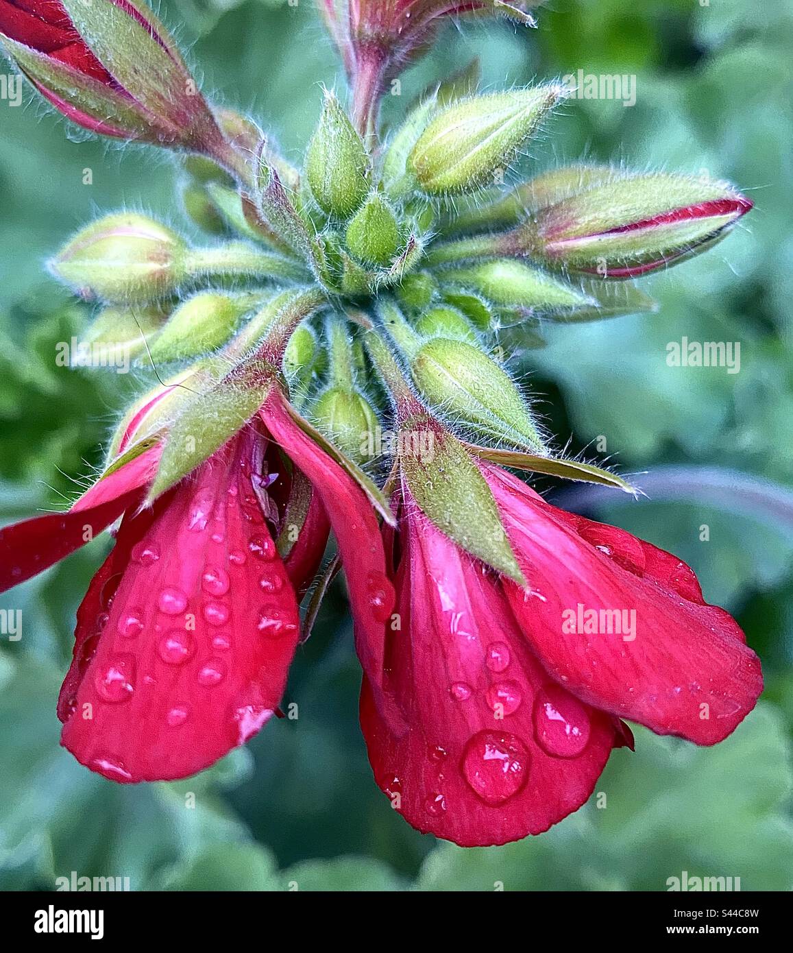 Pink flower with dew drops hi-res stock photography and images - Alamy