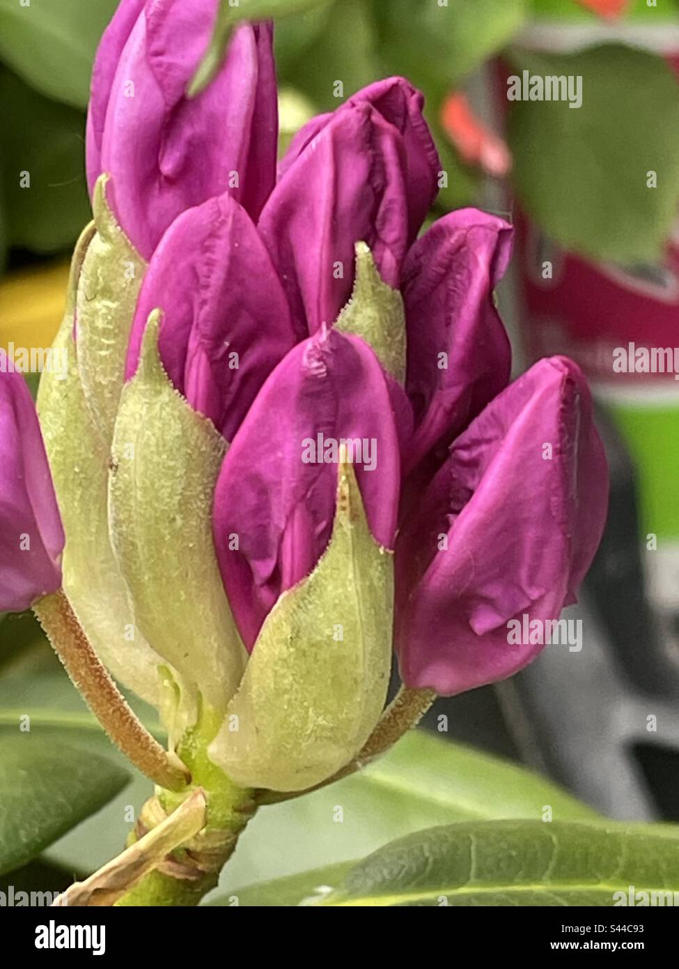 Birth flower hi-res stock photography and images - Alamy