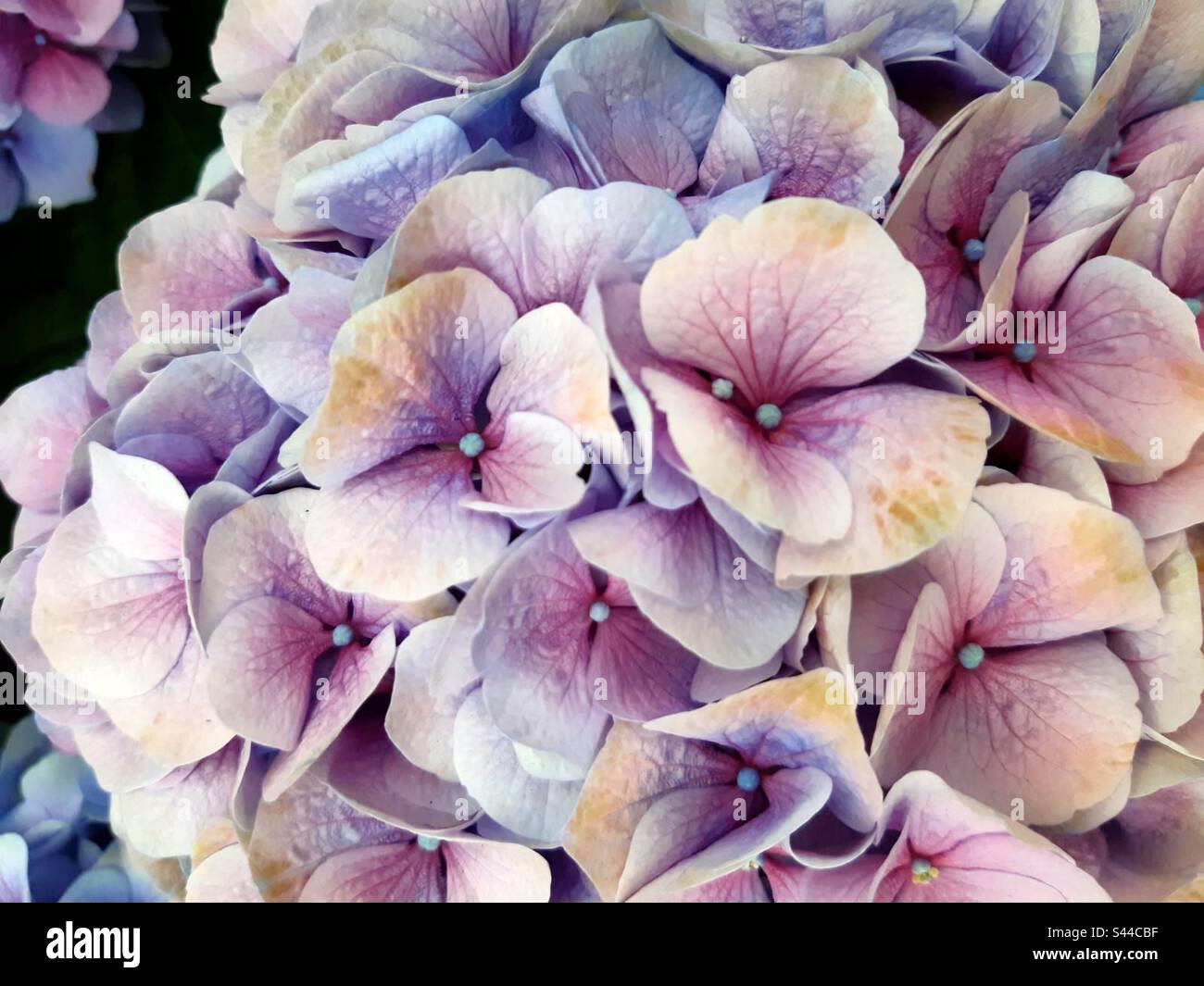 Soft pinkish hue hi-res stock photography and images - Alamy