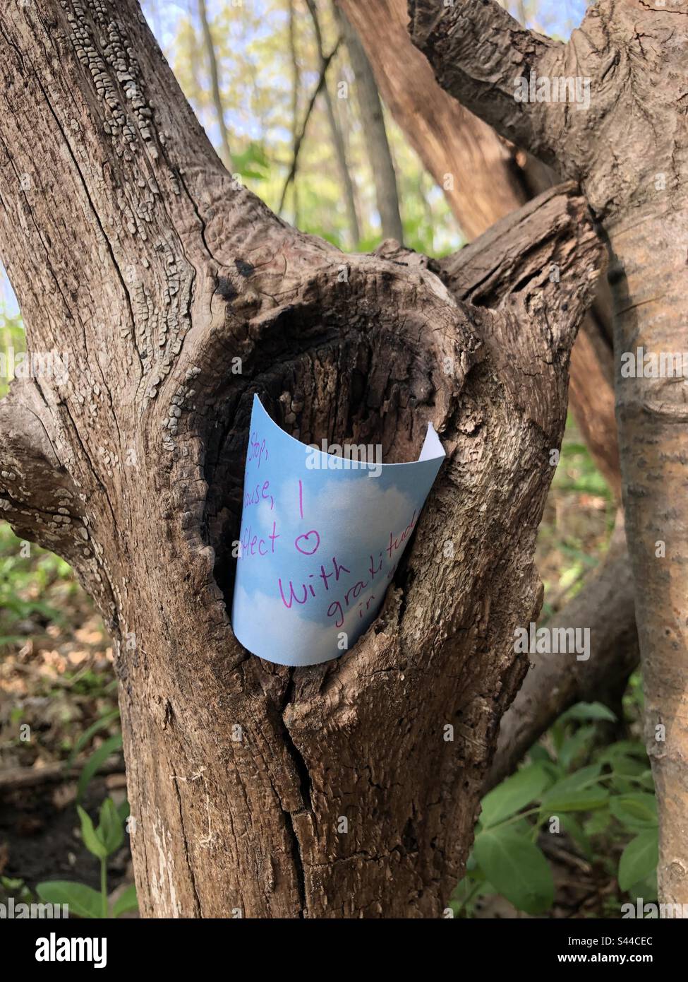A note of encouragement placed in the nook of a tree trunk Stock Photo ...