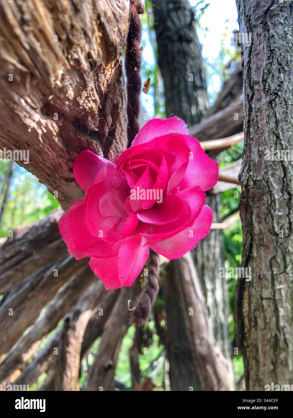 An artificial fuchsia rose among tree trunks Stock Photo - Alamy
