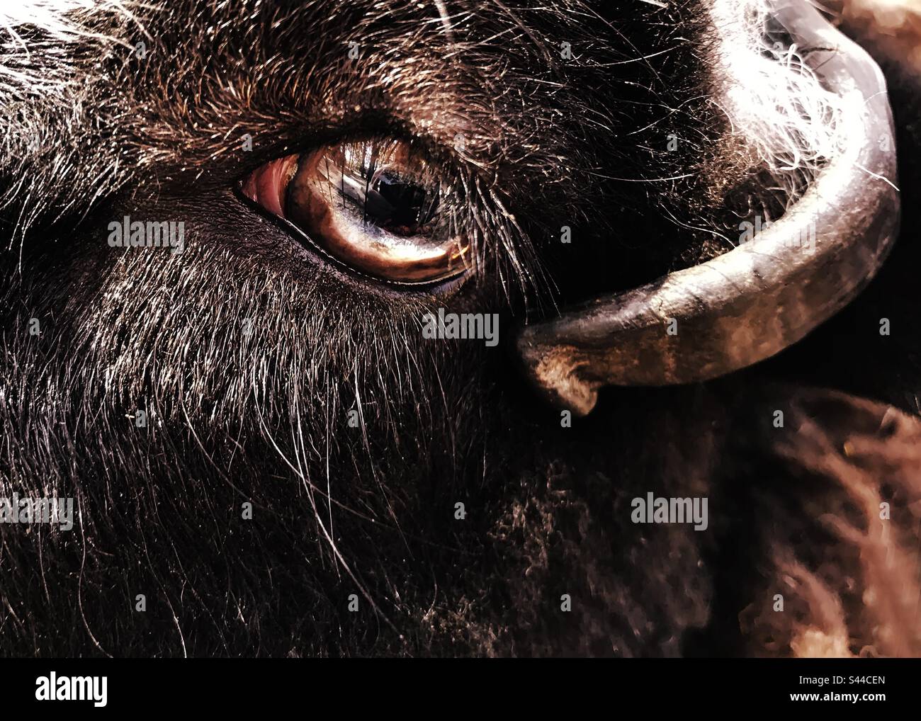 Cows eyelashes hi-res stock photography and images - Alamy