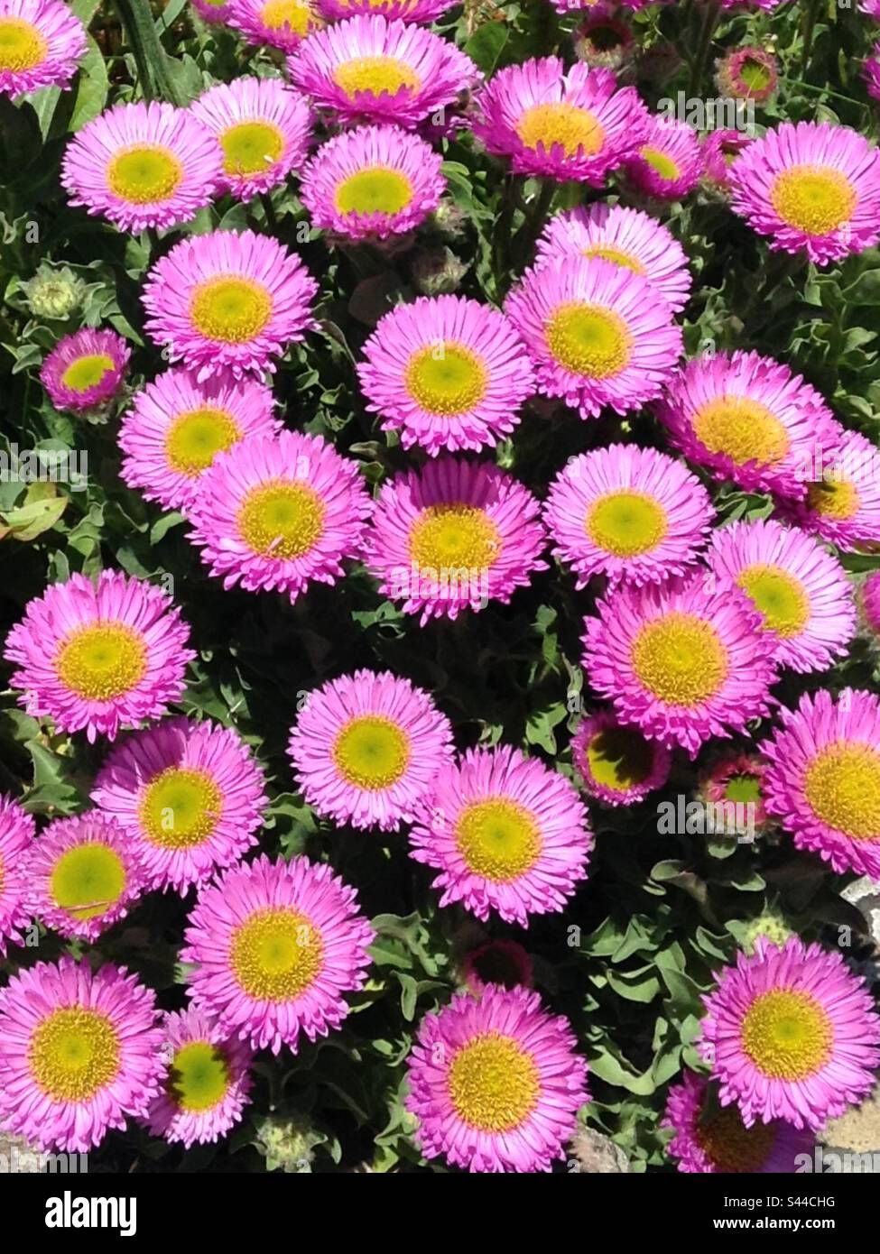 Pink flowers in the sun Stock Photo - Alamy