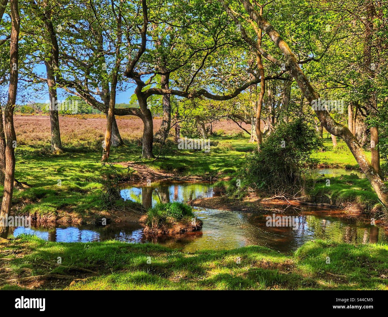 Winding stream flowing between a oak forest and heathland in the New ...