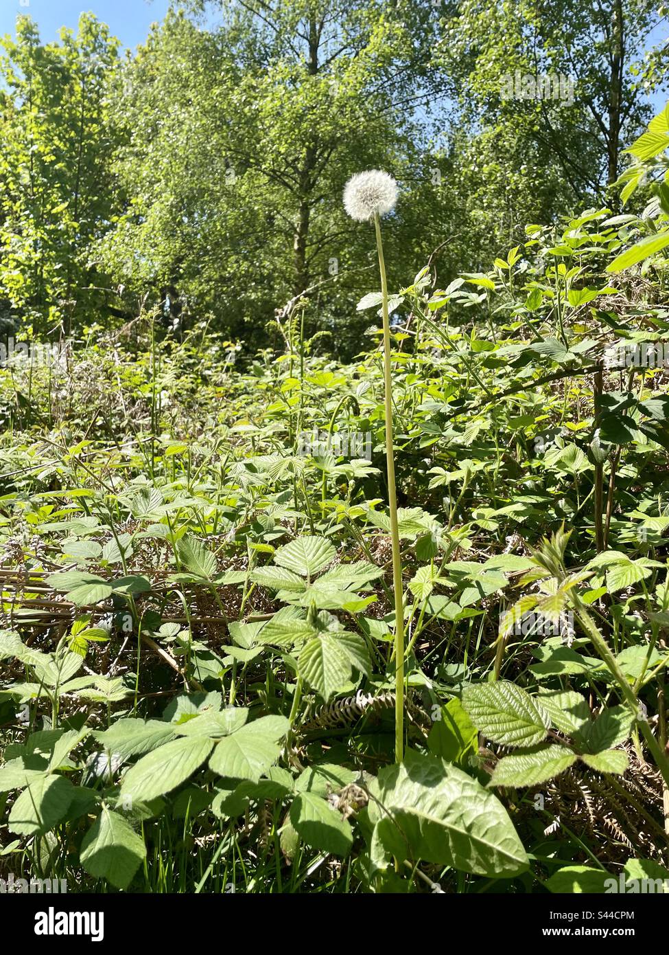 Tall dandelion hi-res stock photography and images - Alamy