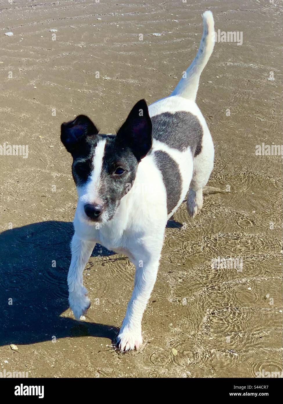 Jack fox cross hi-res stock photography and images - Alamy