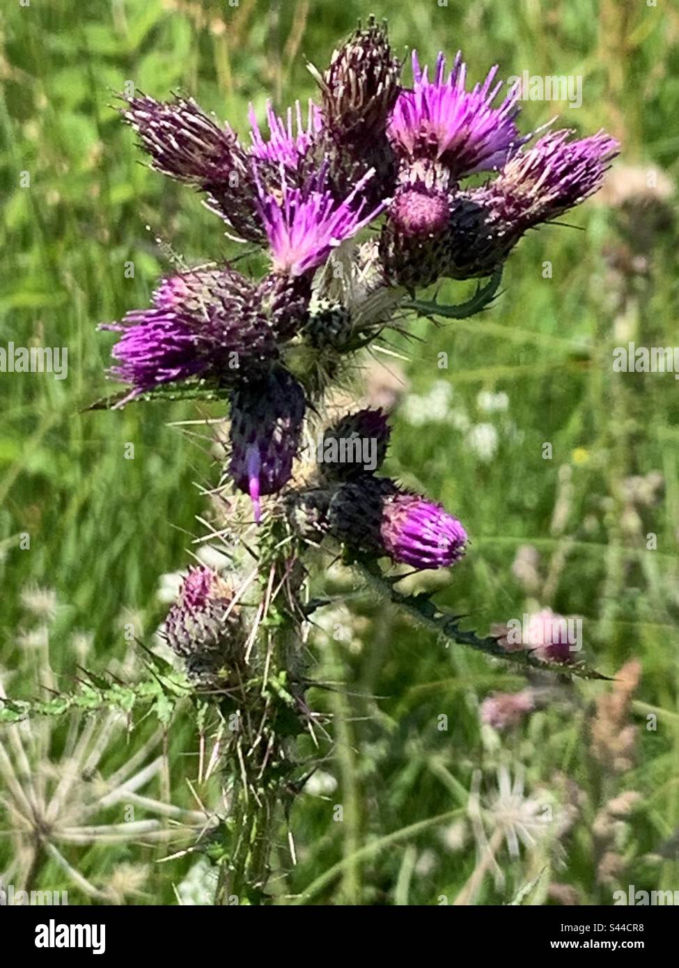 Purple scottish flower hi-res stock photography and images - Alamy
