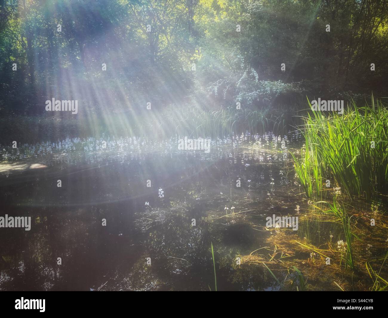 Rays of sunlight, through the trees, light up water violets on a pond ...