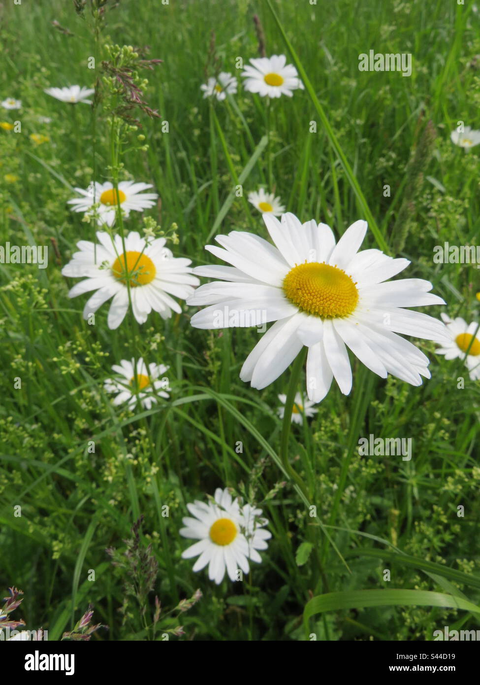 Daisy blume hi-res stock photography and images - Alamy