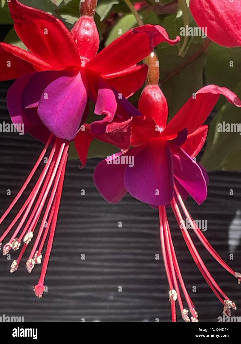 Fushia hi-res stock photography and images - Alamy