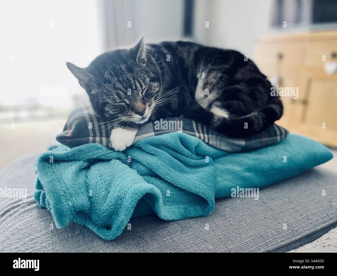 Nap with pet hi-res stock photography and images - Alamy