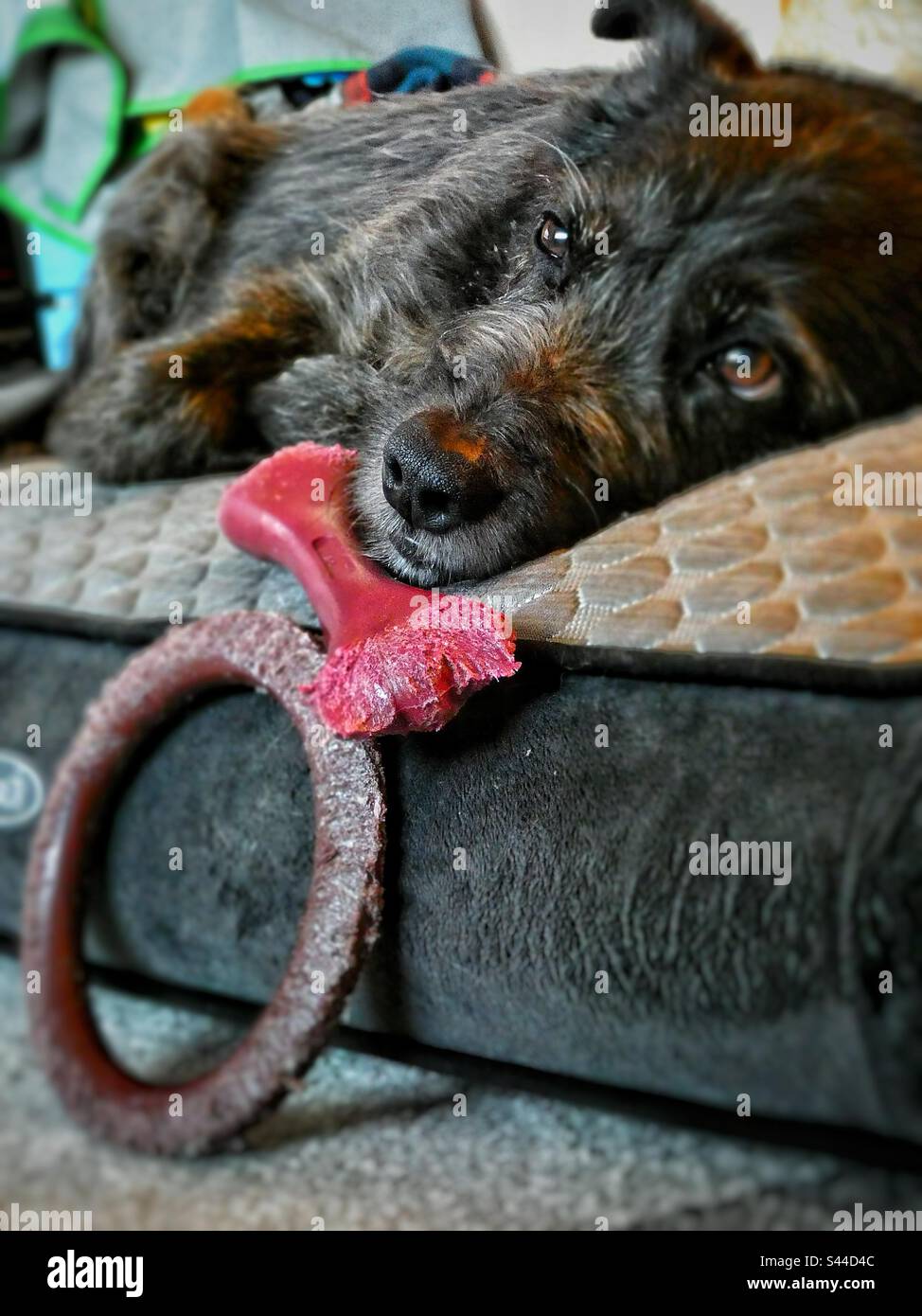 The tired dog hi-res stock photography and images - Alamy