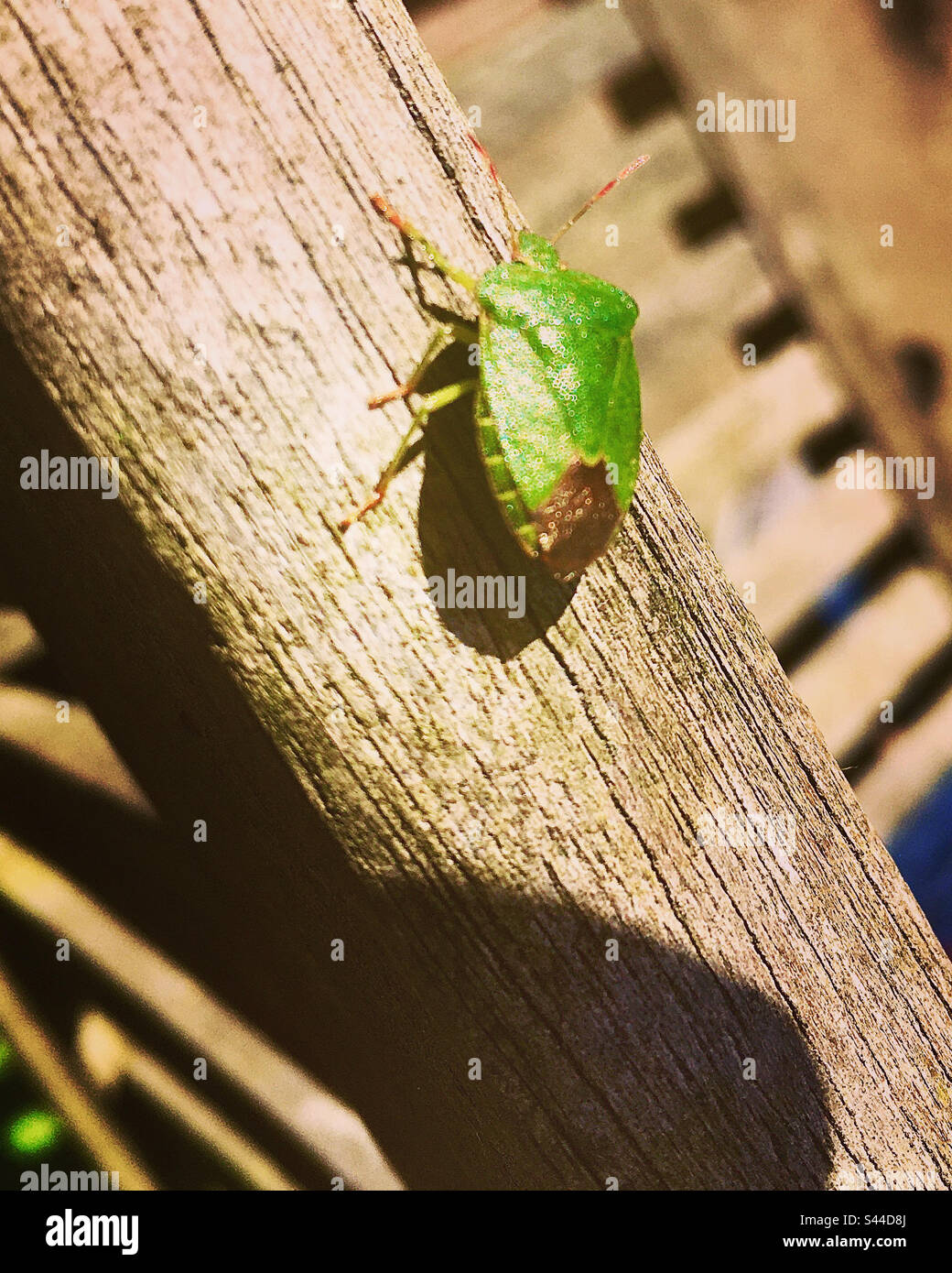 Shield bug sunbathing hi-res stock photography and images - Alamy