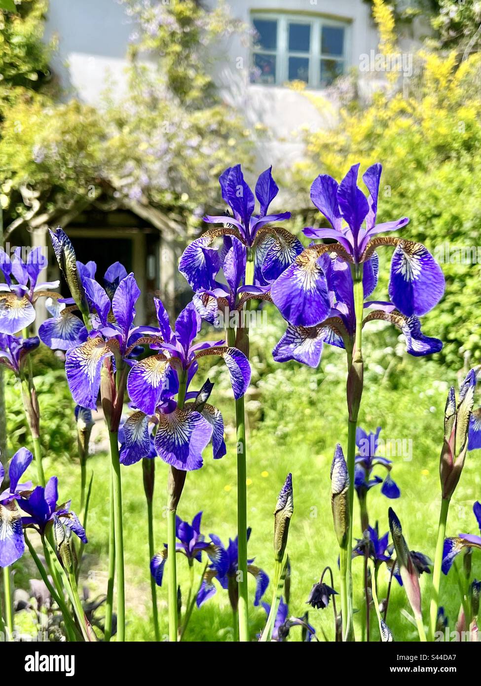 Perfect cottage garden flower hi-res stock photography and images - Alamy