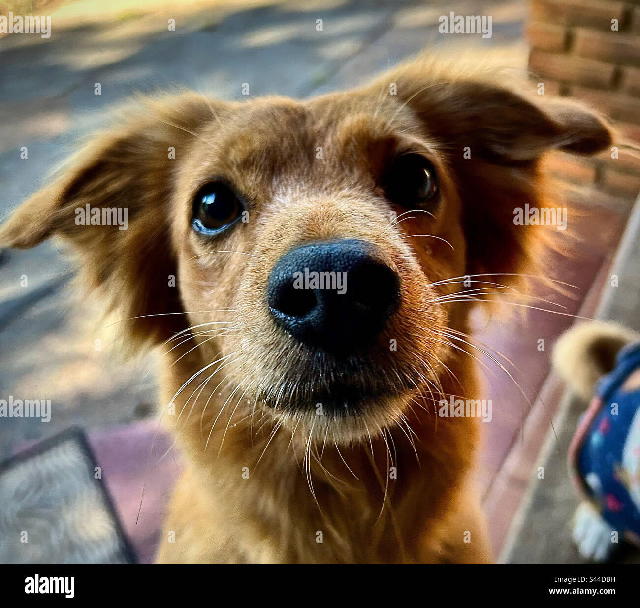 Caramel dog hi-res stock photography and images - Alamy